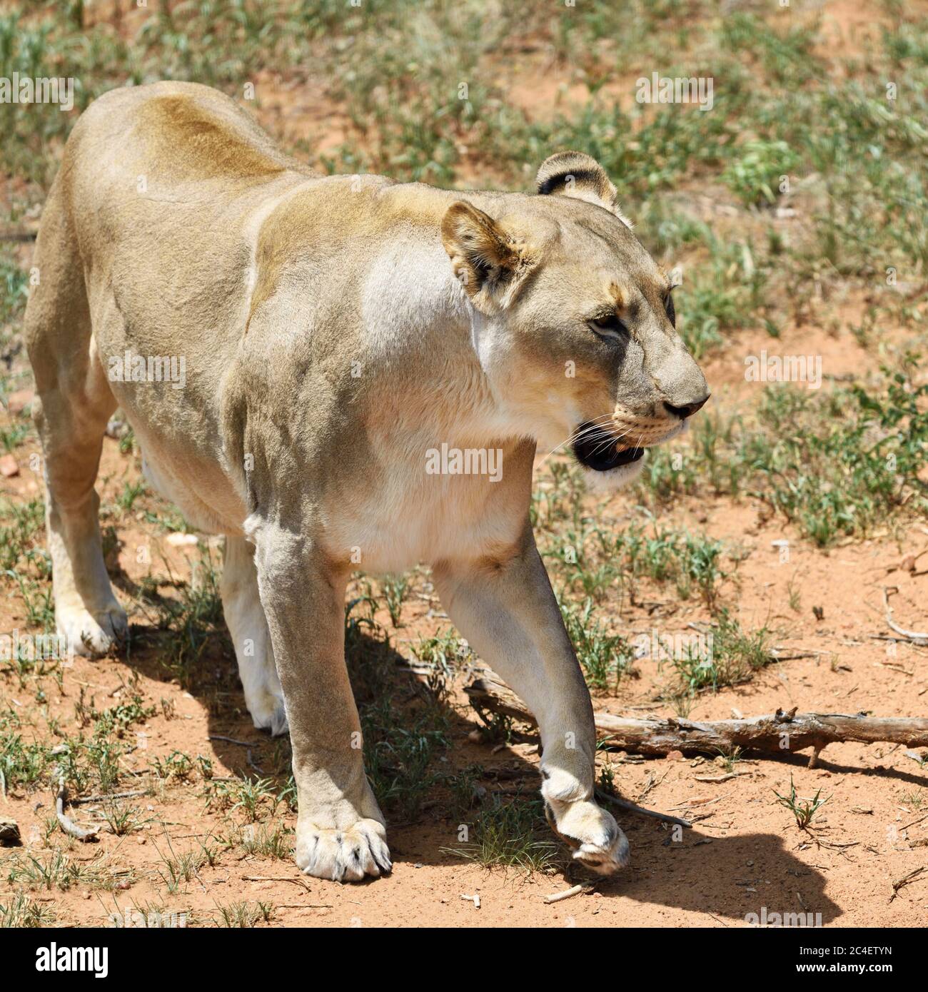 Wild Lioness in the African savanna, Namibia Stock Photo - Alamy