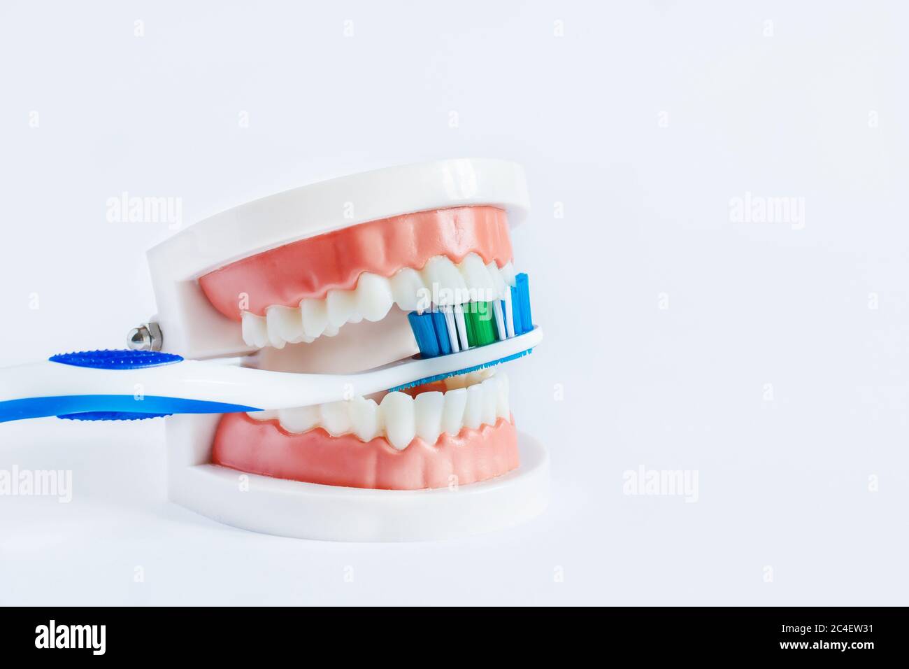 Model of teeth jaw holds toothbrush. Demonstration of brushing teeth ...