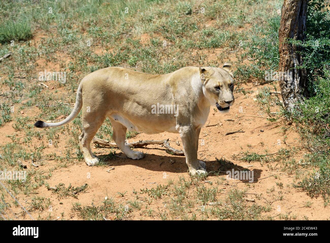 Wild Lioness in the African savanna, Namibia Stock Photo - Alamy