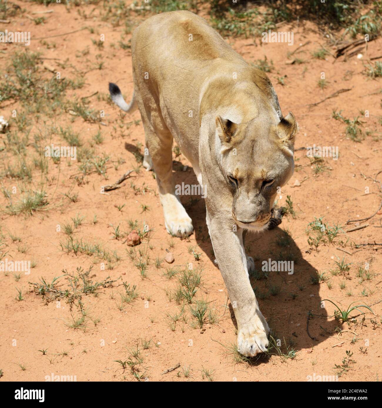 Wild Lioness in the African savanna, Namibia Stock Photo - Alamy