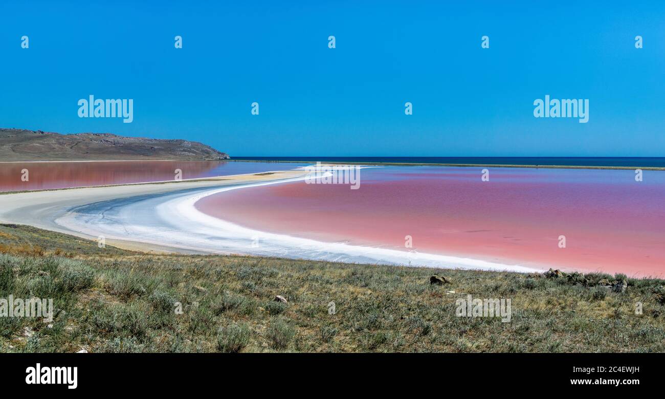Brine and salt of a pink lake Koyash colored by microalgae Dunaliella ...