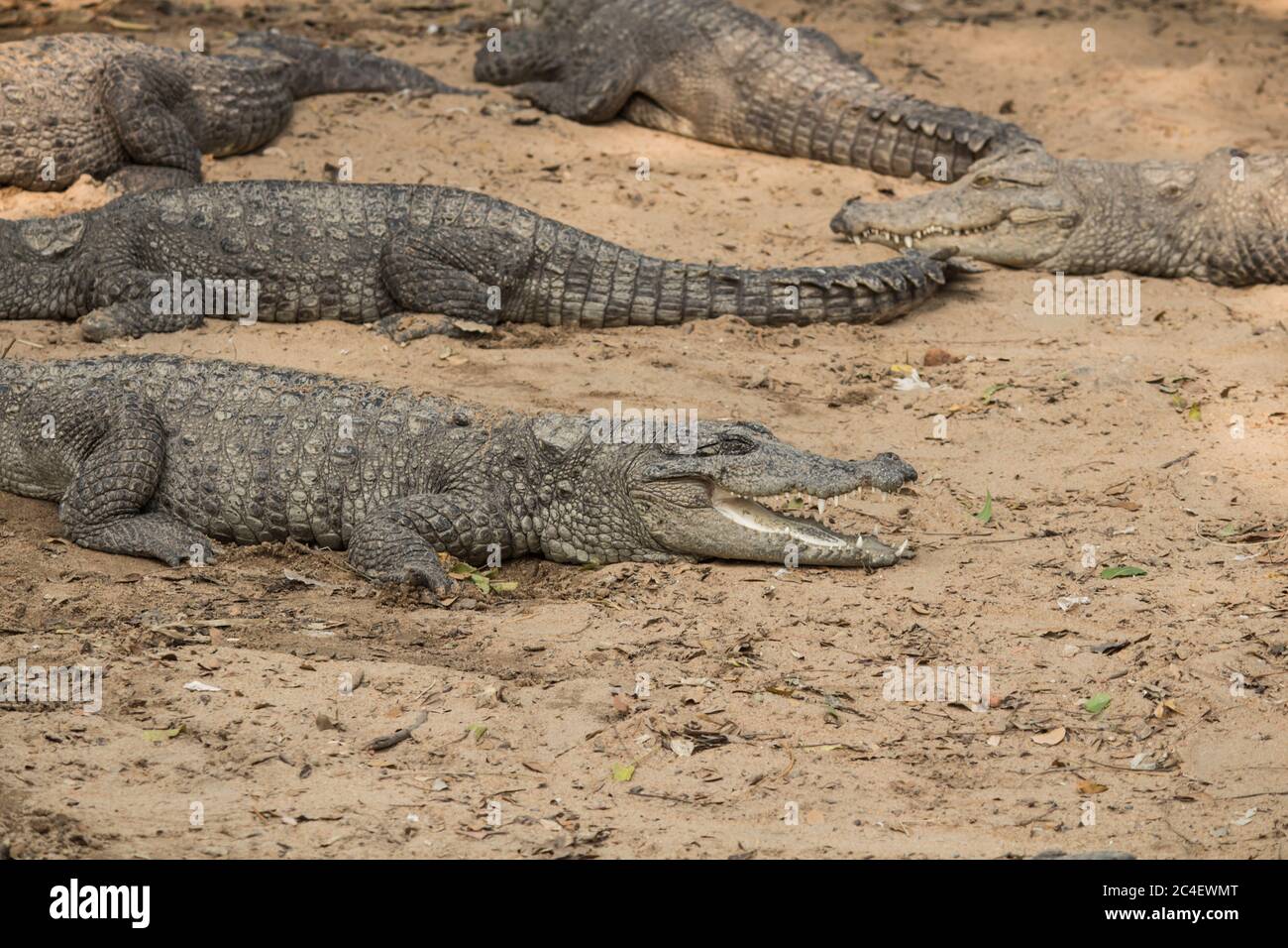 Crocodiles lying on land Stock Photo - Alamy