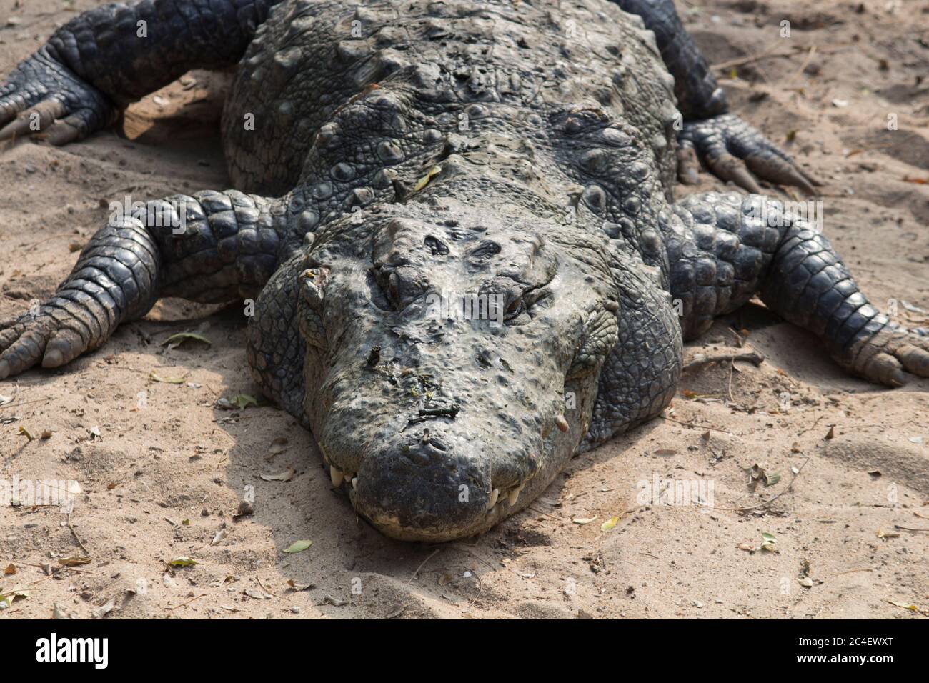 Sleeping Crocodile High Resolution Stock Photography and Images - Alamy