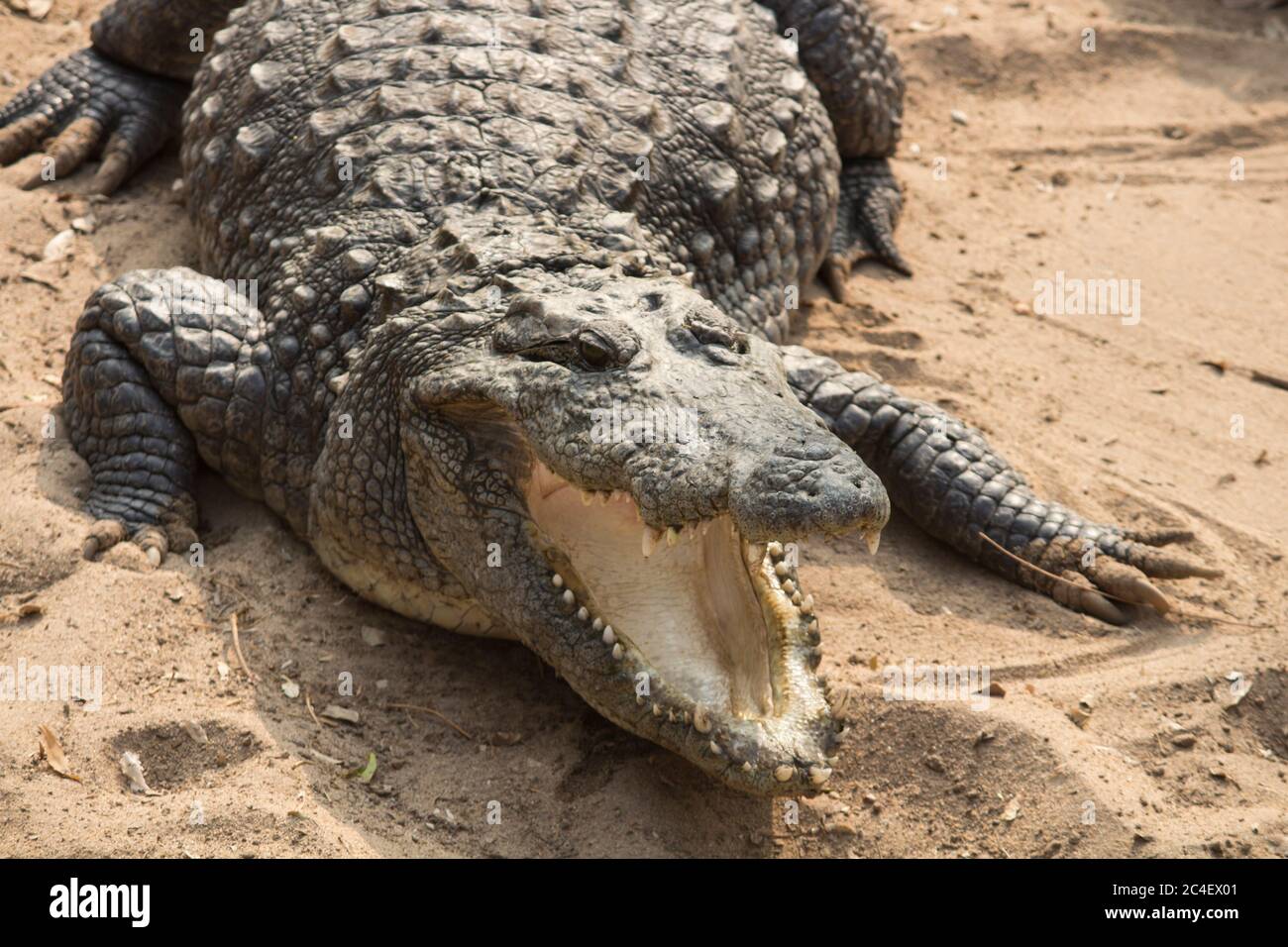 Angry crocodile hi-res stock photography and images - Alamy