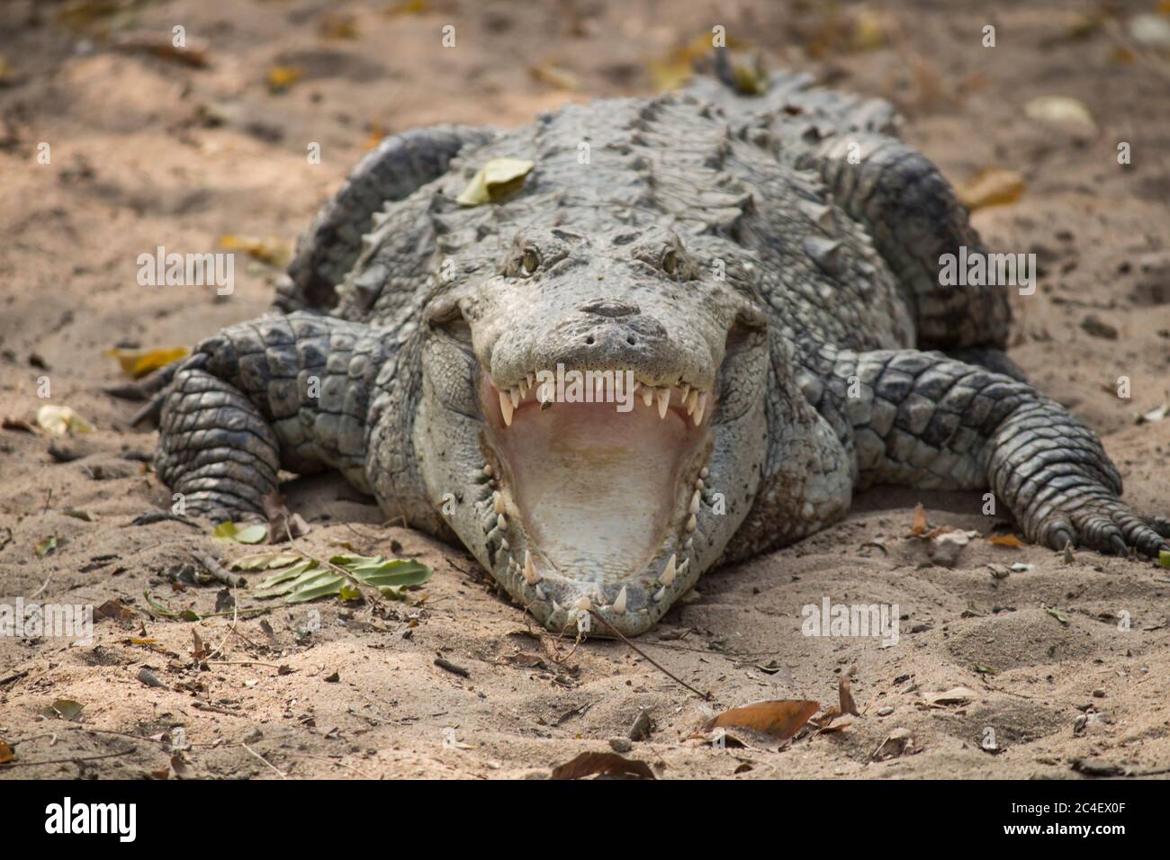 Angry crocodile hi-res stock photography and images - Alamy