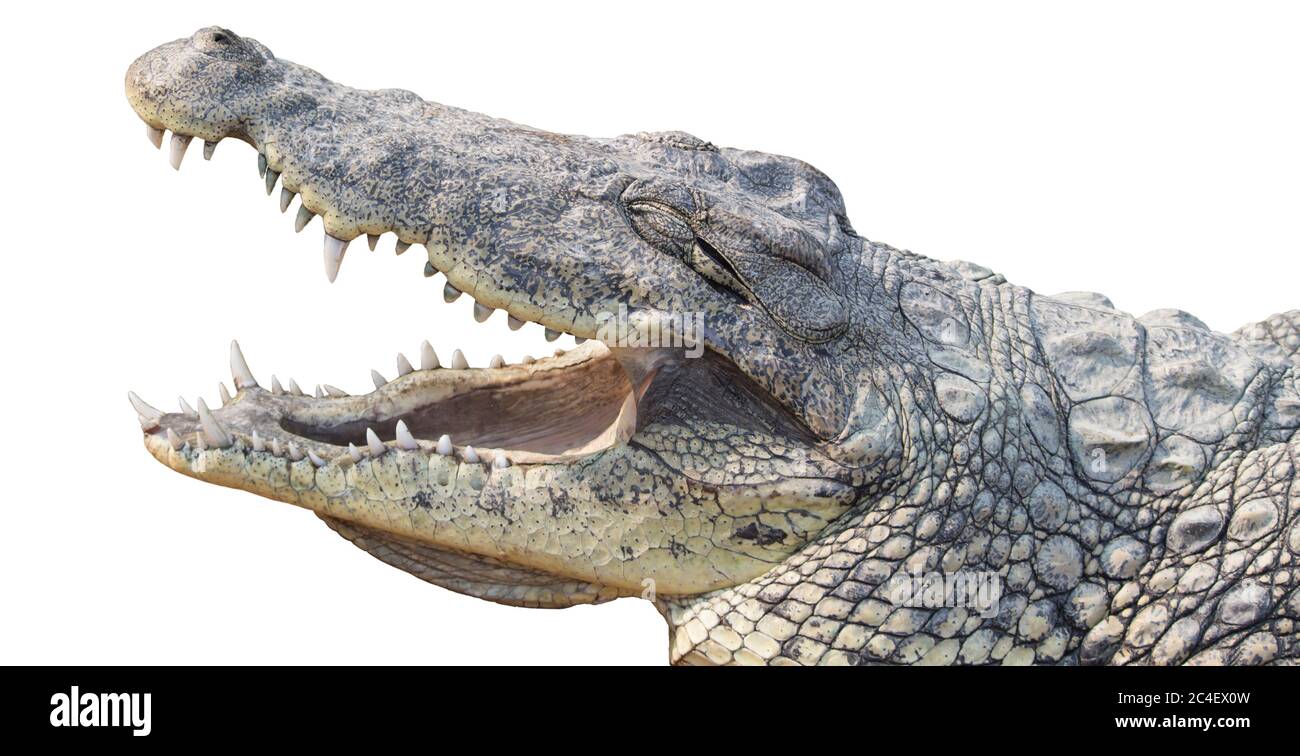 Crocodile mouth opened - isolated on white background Stock Photo - Alamy