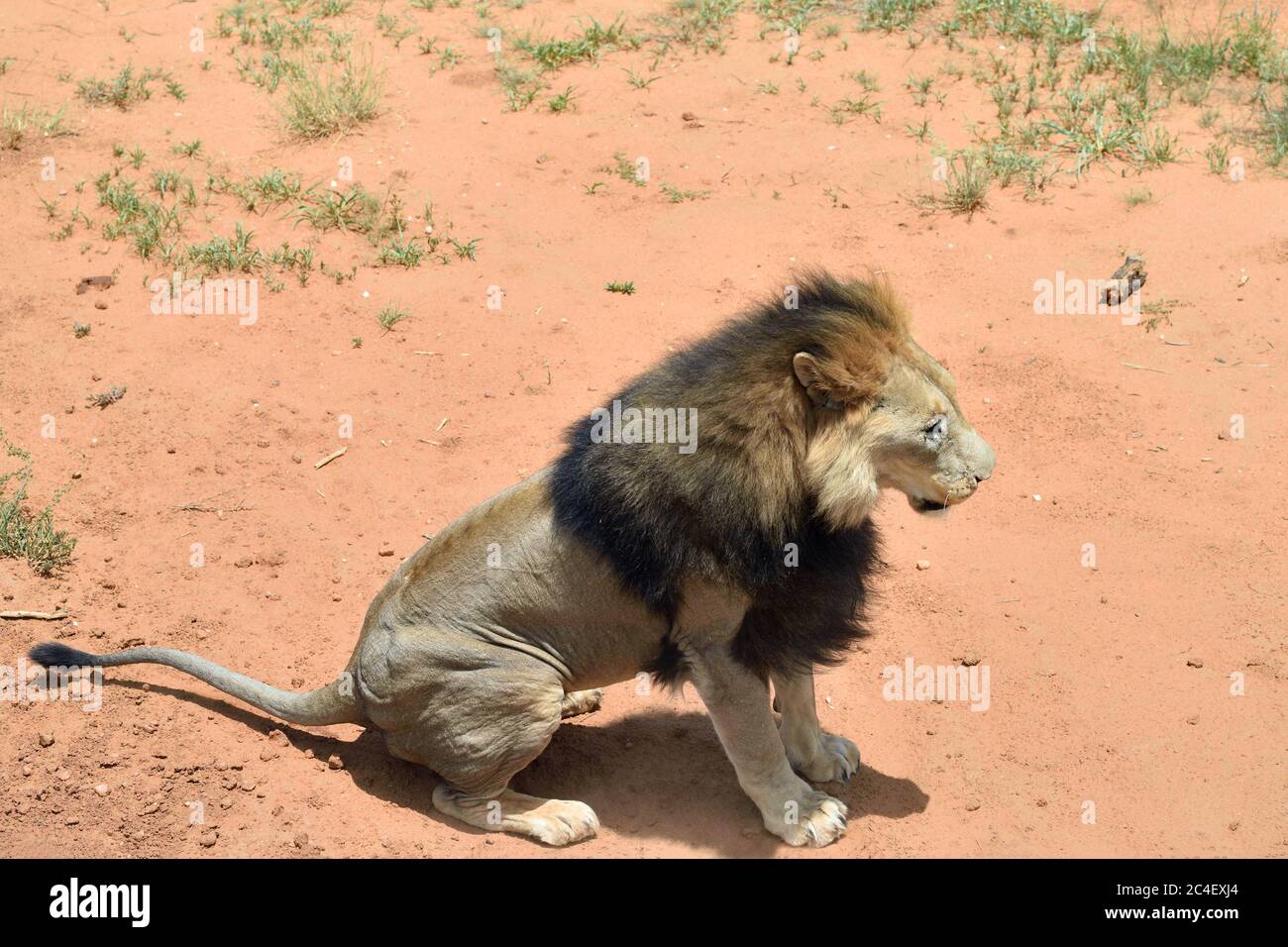 Male lion in African bushveld, Namib desert, Namibia. View from above ...