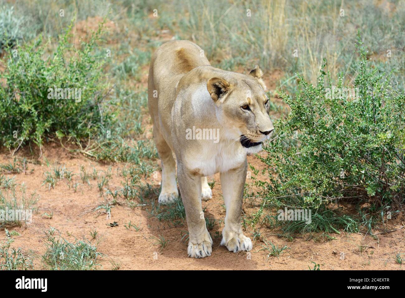 Wild Lioness in the African savanna, Namibia Stock Photo - Alamy