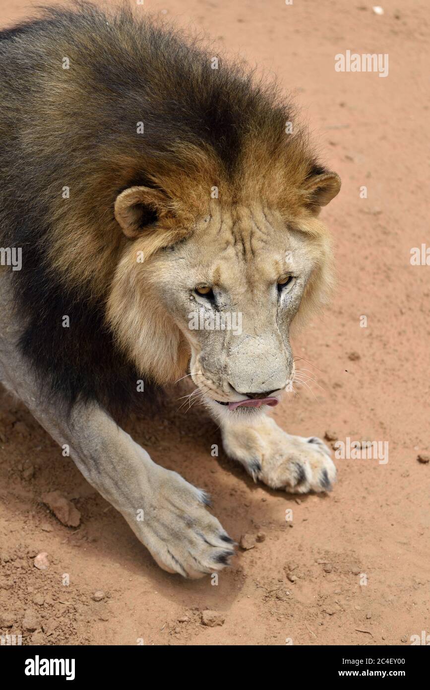 Male lion in African savanna, Namibia. View from above Stock Photo - Alamy