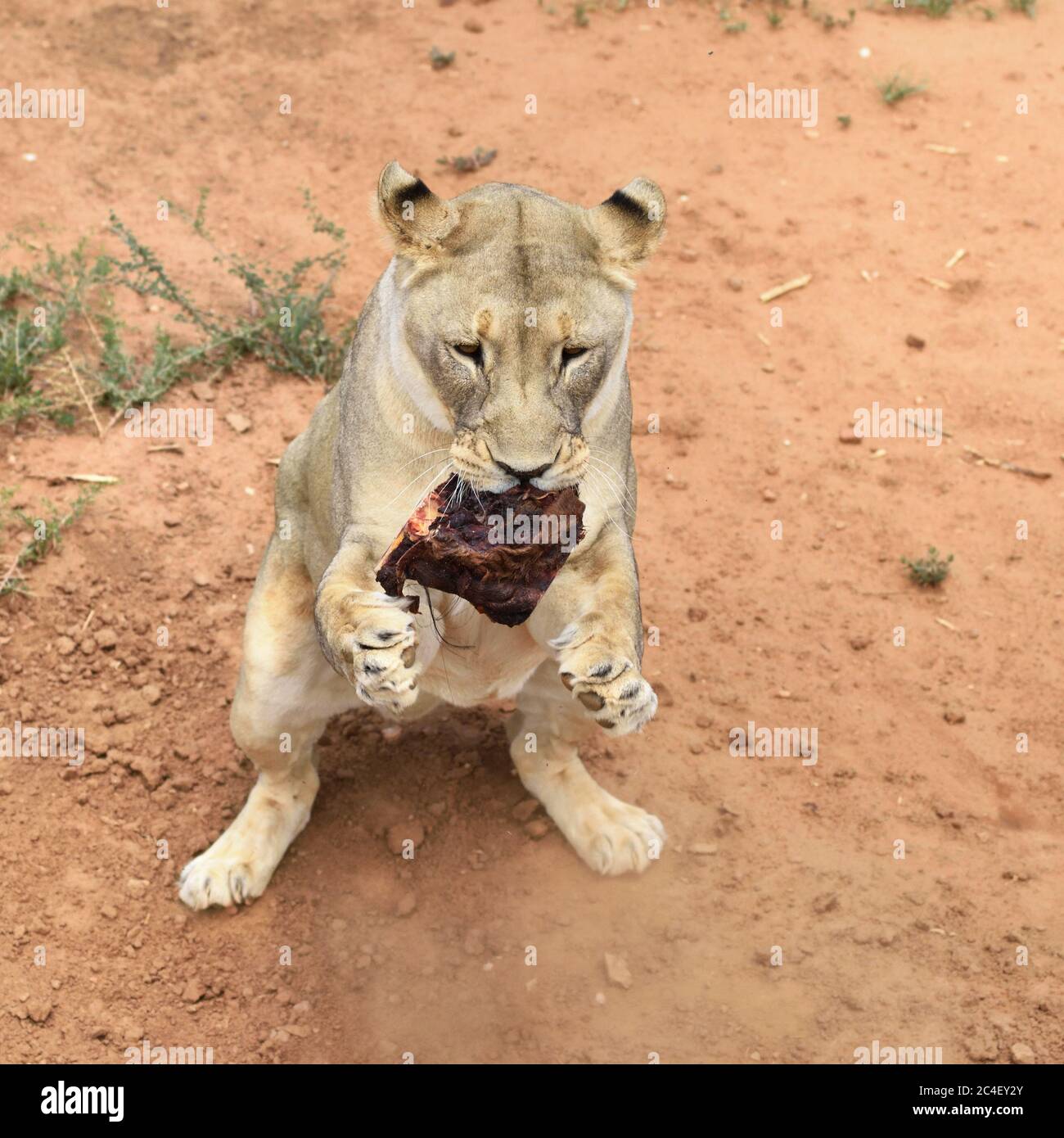 Lion standing hind legs hi-res stock photography and images - Alamy