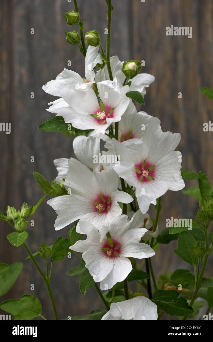 Closeup of Lavatera Barnsley Baby flowers or Tree Mallow Stock Photo ...