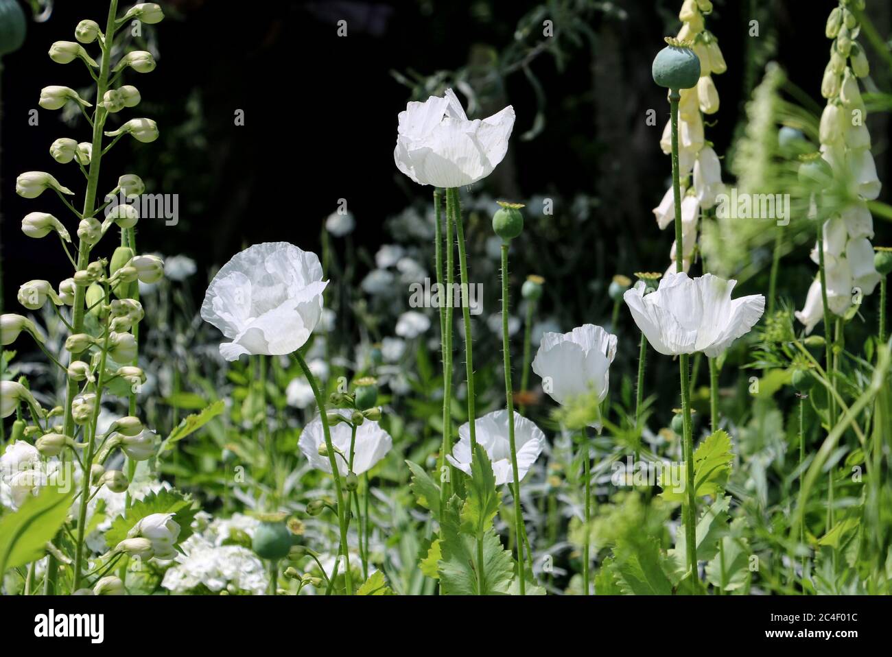 poppy flowers in white garden of Sissinghurst castle garden Stock Photo ...