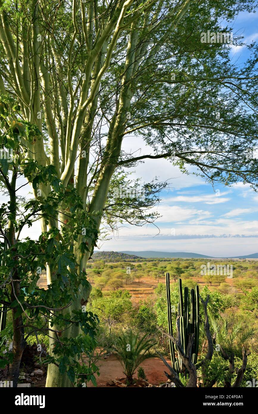 Namibian tropical plant hi-res stock photography and images - Alamy