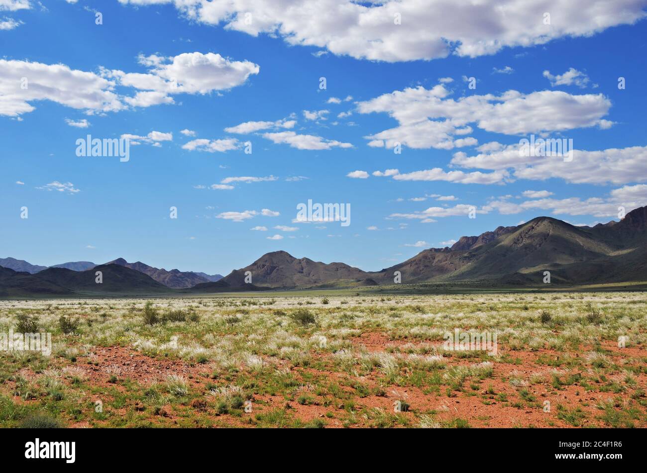 Beautiful landscape of the blooming Namib desert during rainy season, Namibia, Africa Stock ...