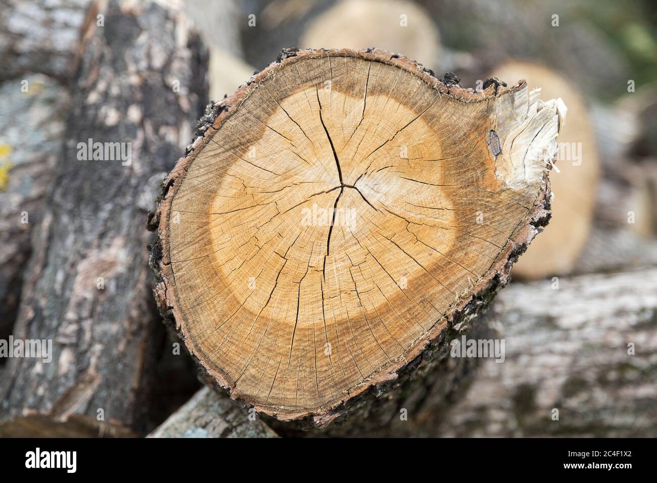Crosssectionoftree hi-res stock photography and images - Alamy