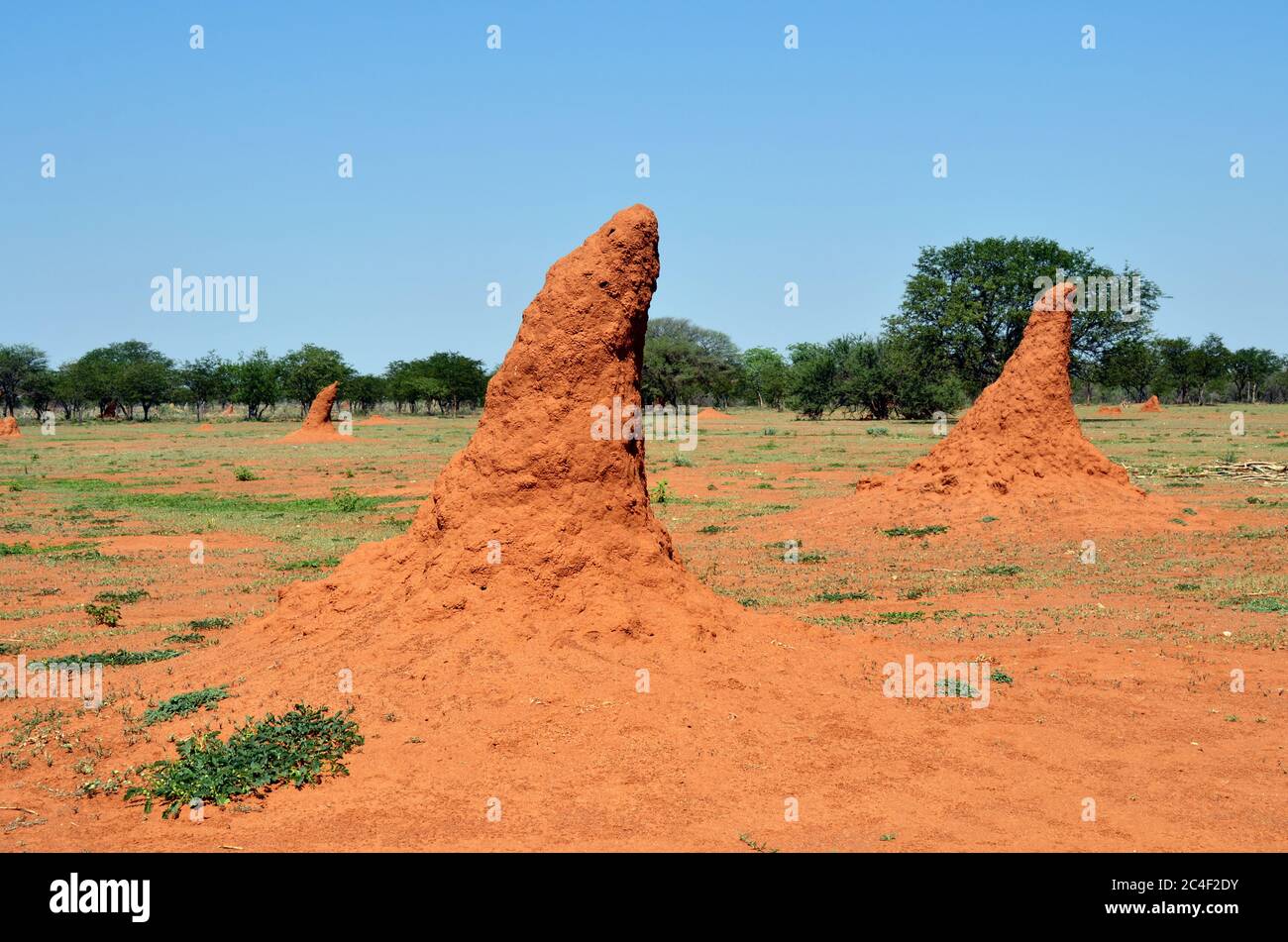 Field with big orange termite mounds shown at sunrise, Africa, Namibia ...