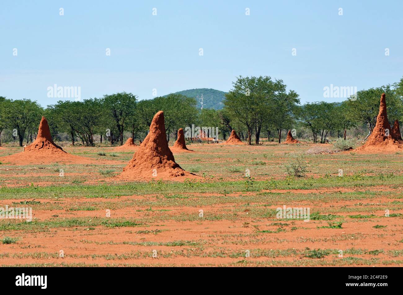 Field with big orange termite mounds shown at sunrise, Africa, Namibia ...