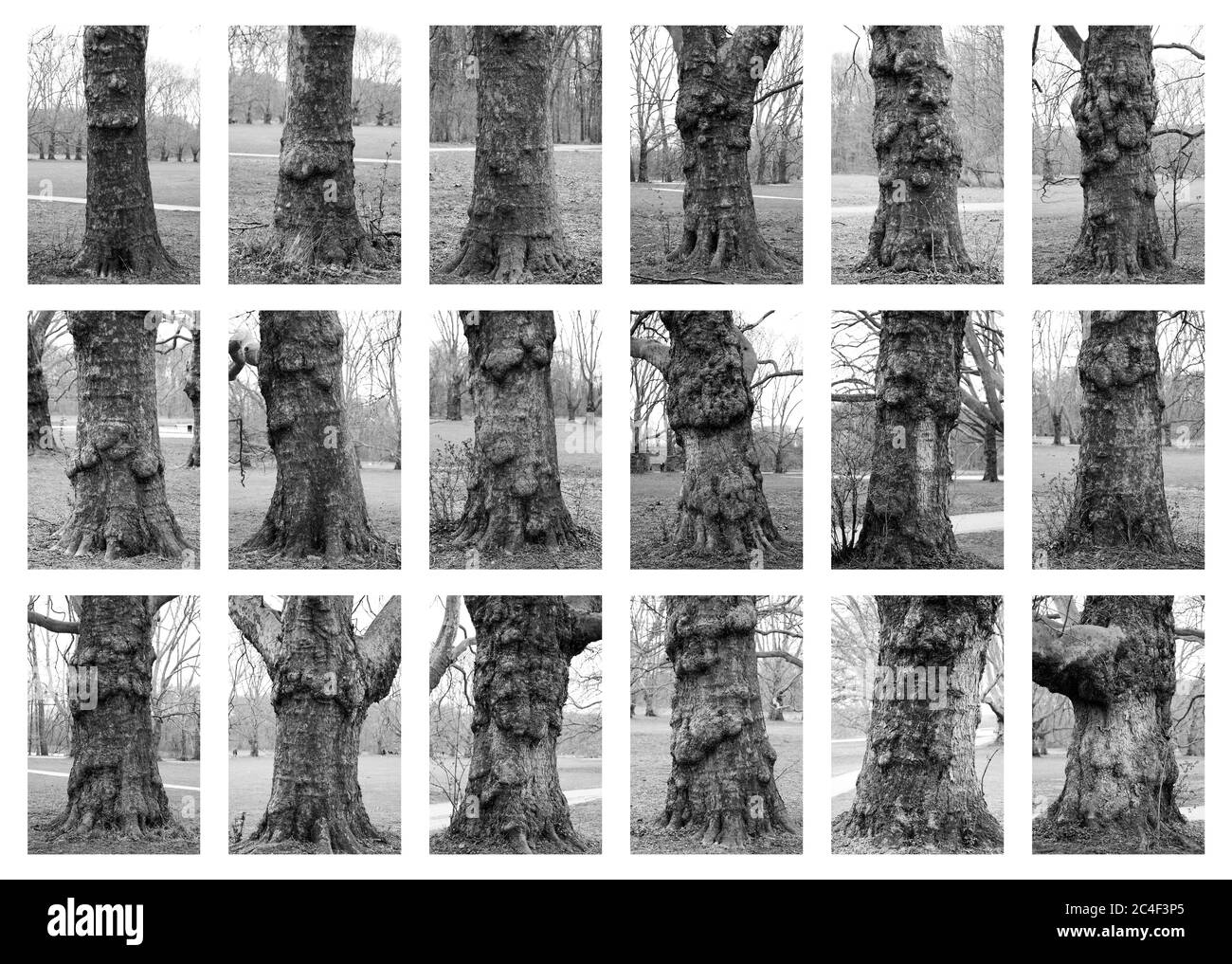 18 black and white photos of tree trunks put together into a series ...