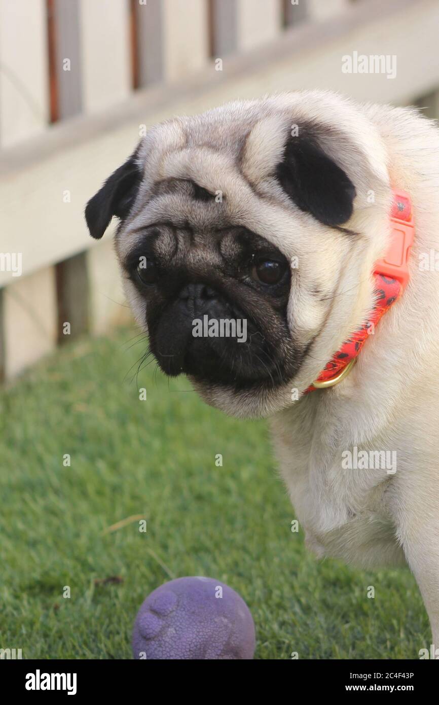 Fawn female pug hi-res stock photography and images - Alamy