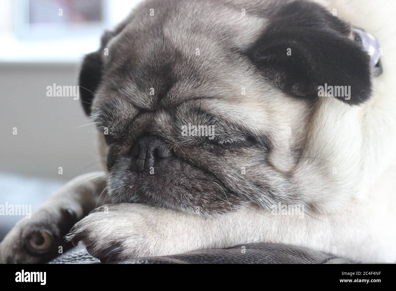 Snoring funny hi-res stock photography and images - Alamy