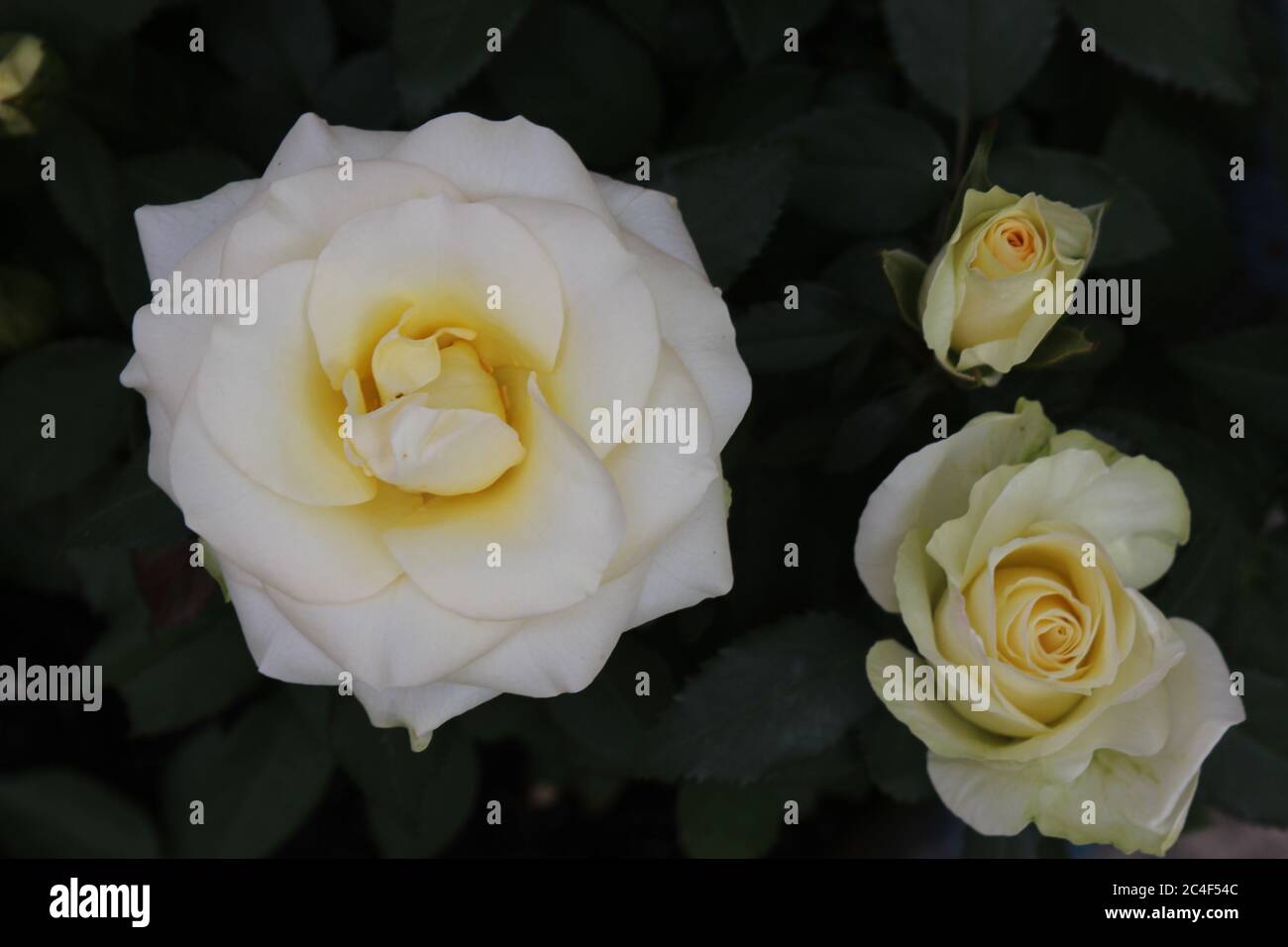 White rose of yorkshire hi-res stock photography and images - Alamy