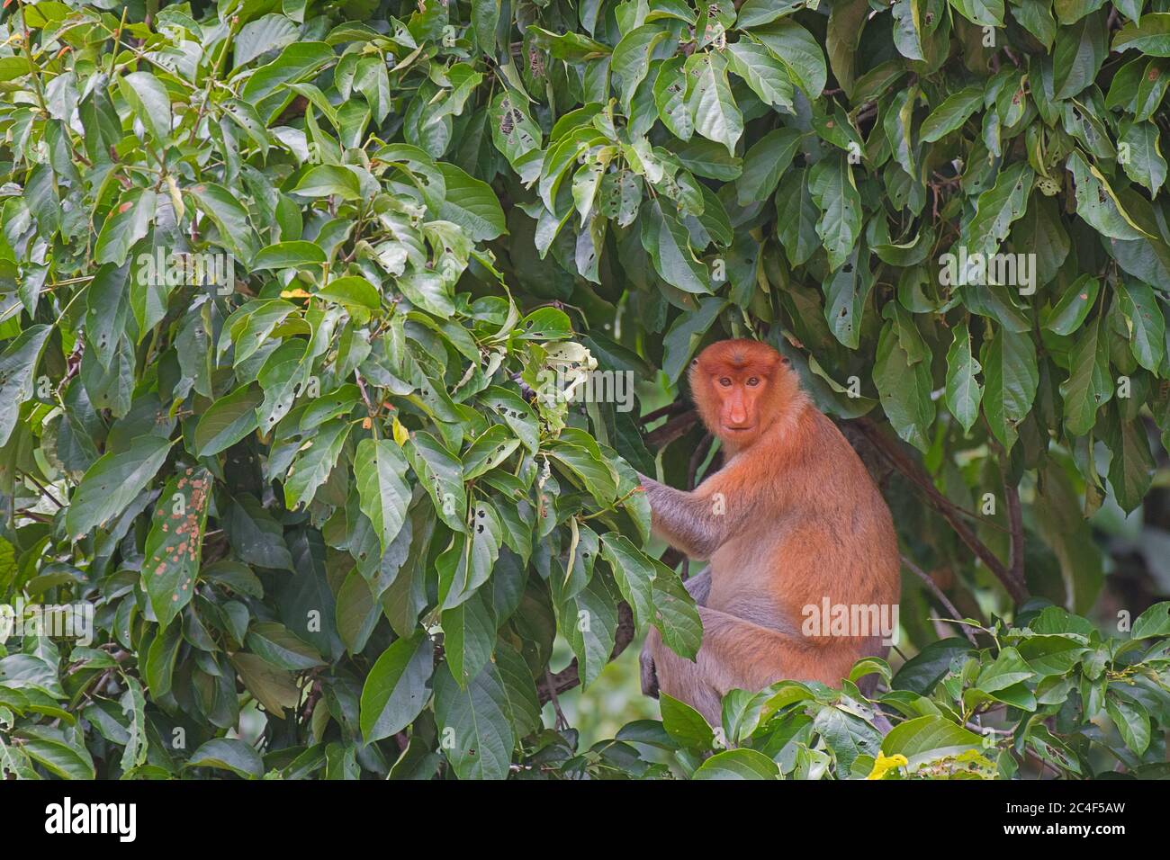 Probisis monkey hi-res stock photography and images - Alamy