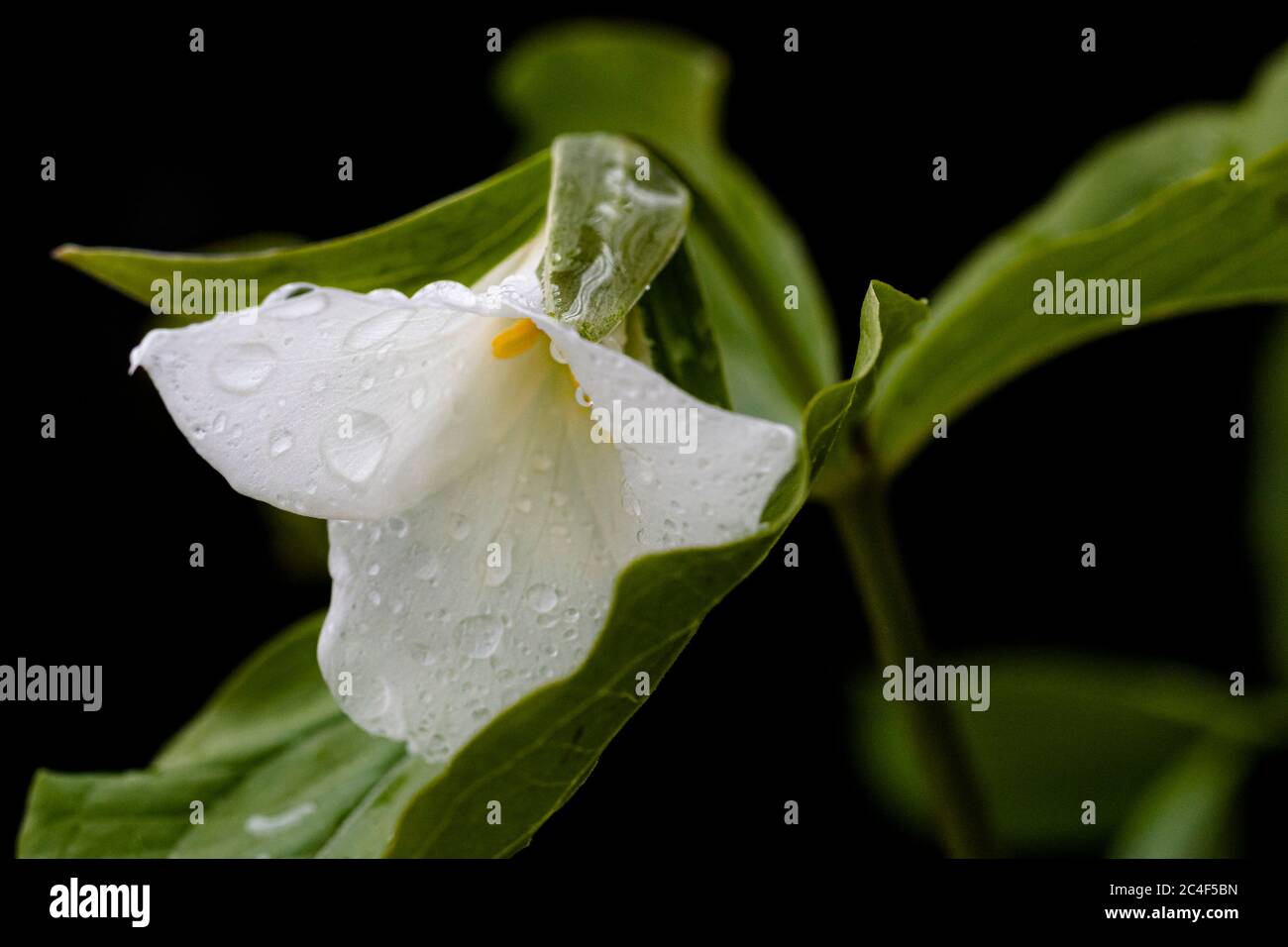 Spring trliium after fresh rainfall Stock Photo - Alamy