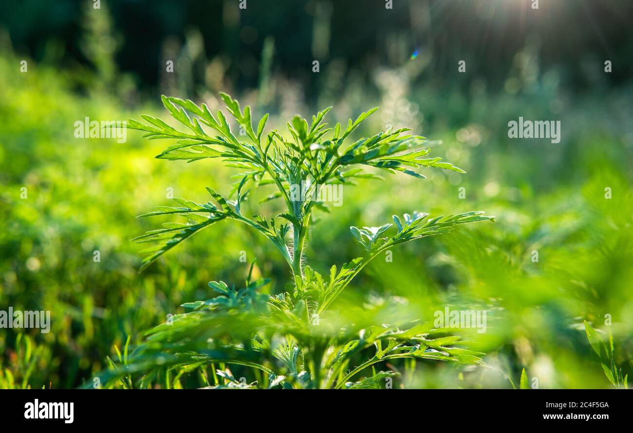 Ragweed pollen cause problems for those with allergies. Ragweed and ...