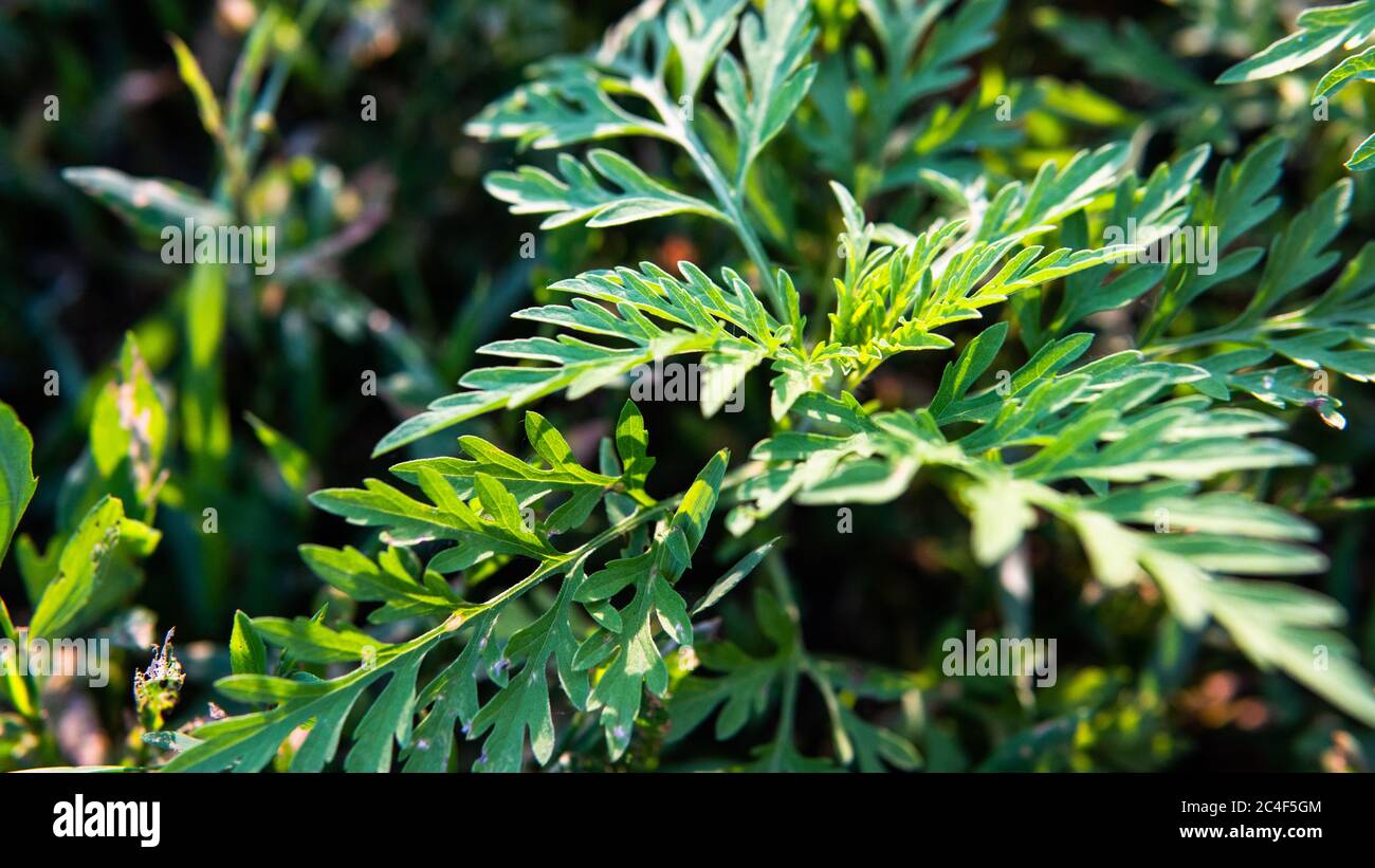 Ragweed pollen cause problems for those with allergies. Ragweed and ...