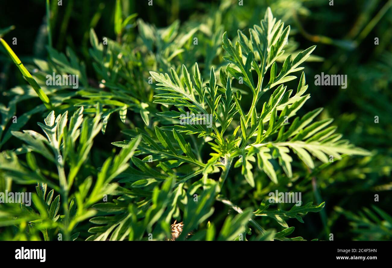 Ragweed pollen cause problems for those with allergies. Ragweed and ...