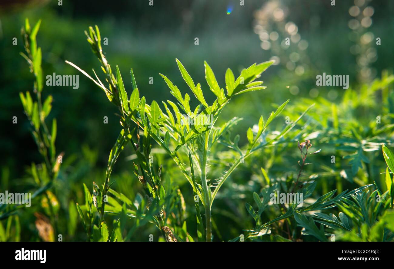 Ragweed pollen cause problems for those with allergies. Ragweed and ...