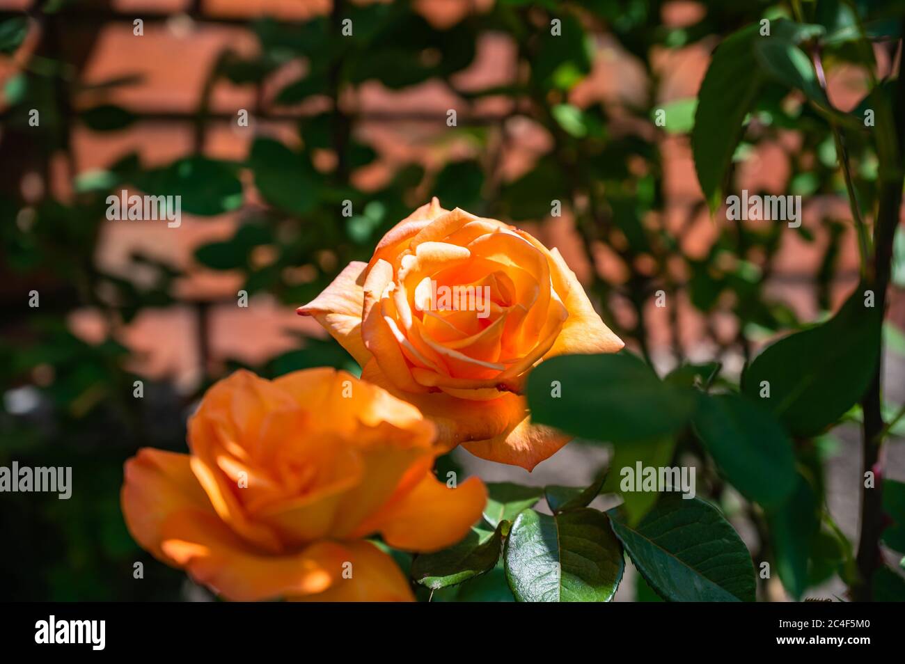 Closeup of orange garden roses surrounded by greenery under the ...