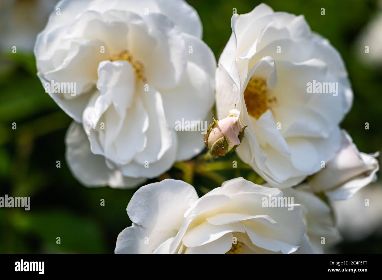 Rosa iceberg white climbing rose hi-res stock photography and images ...