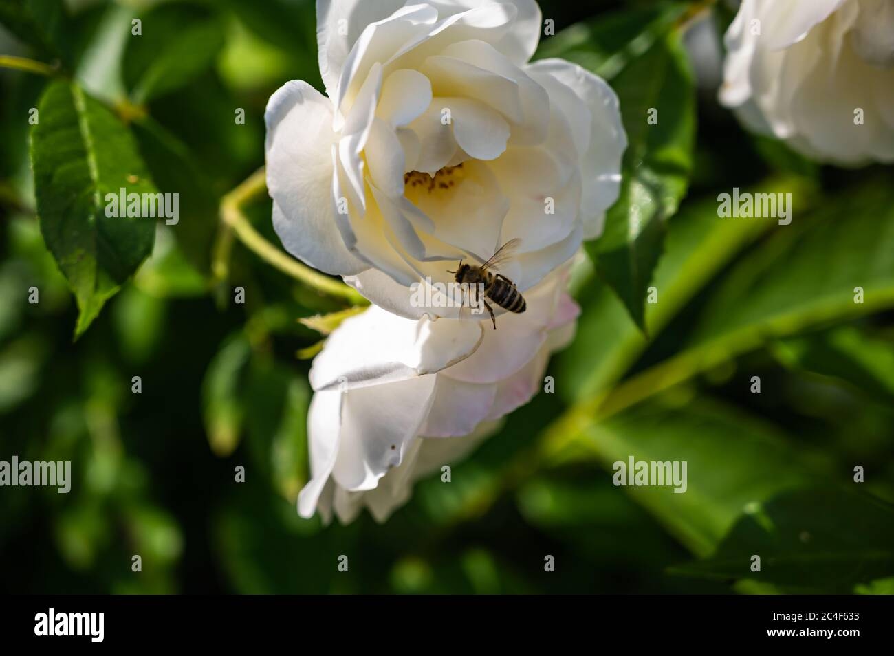 Climbing iceberg rose hi-res stock photography and images - Alamy