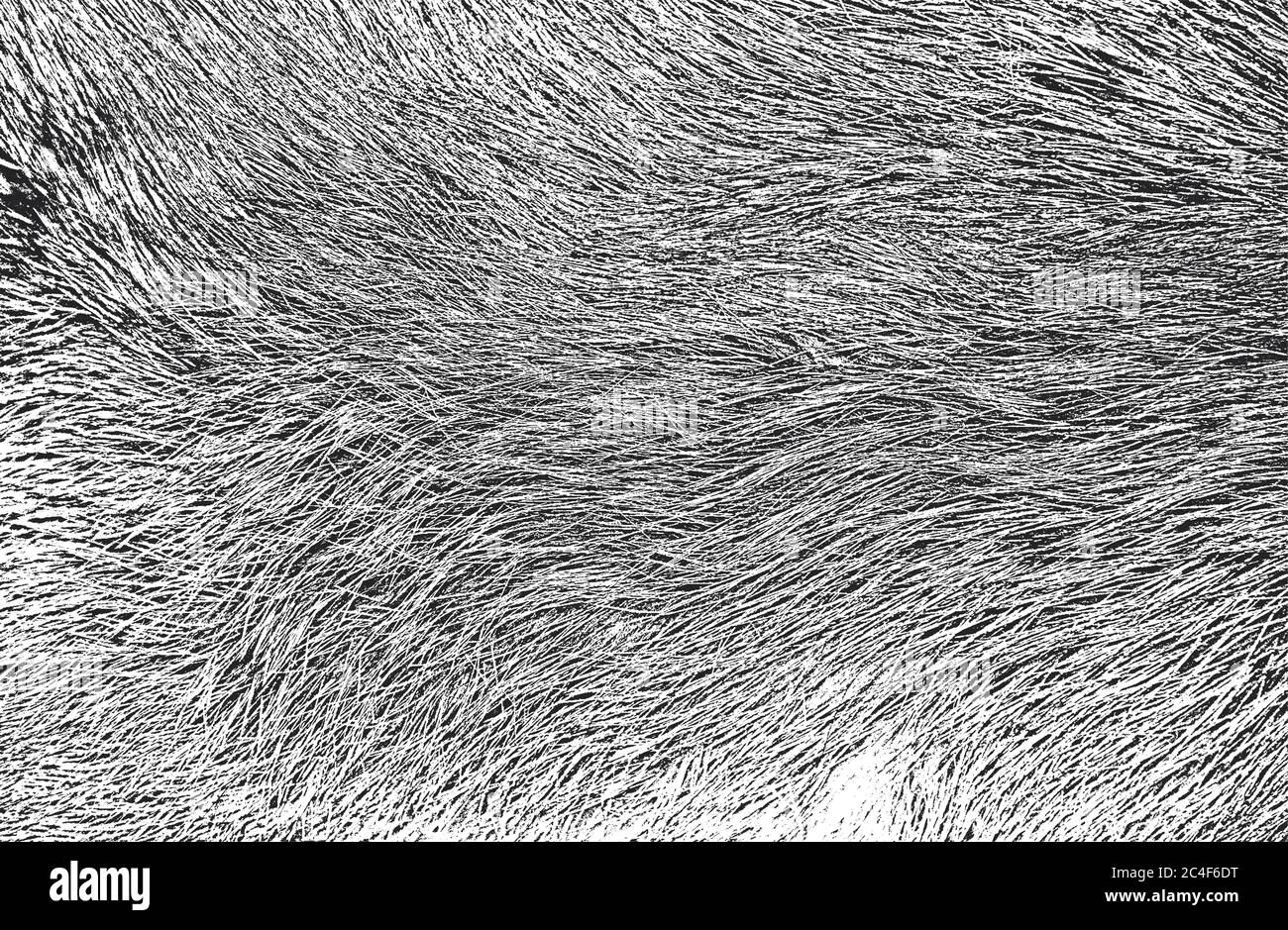 Distressed overlay texture of natural fur, grunge vector background ...
