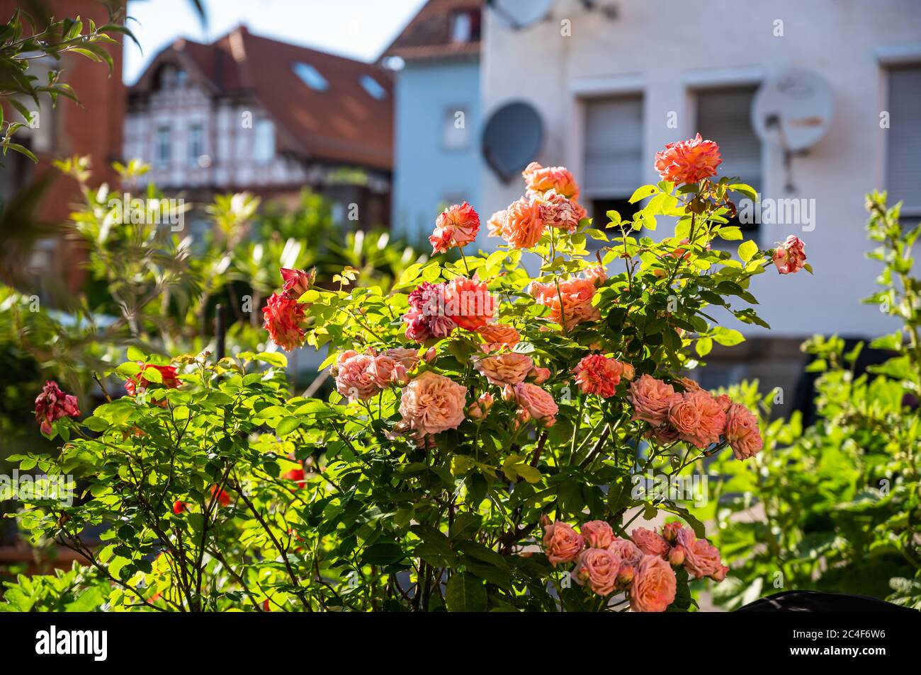 Closeup of garden roses in a field surrounded by buildings under the ...