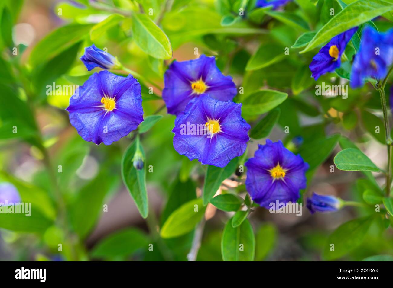 Paraguay nightshades hi-res stock photography and images - Alamy