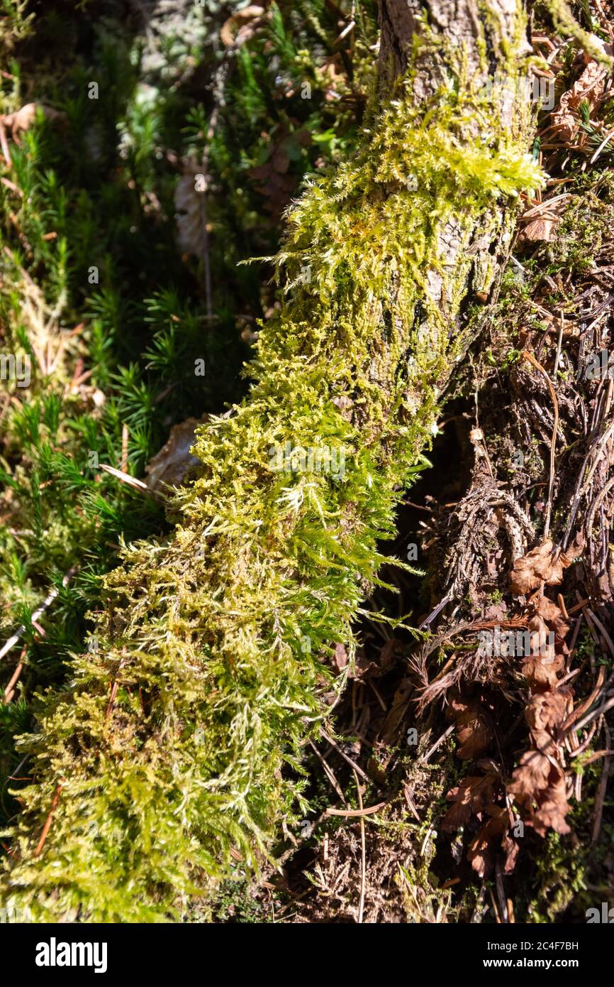 Close up shot of vibrant green moss in a forest area Stock Photo - Alamy