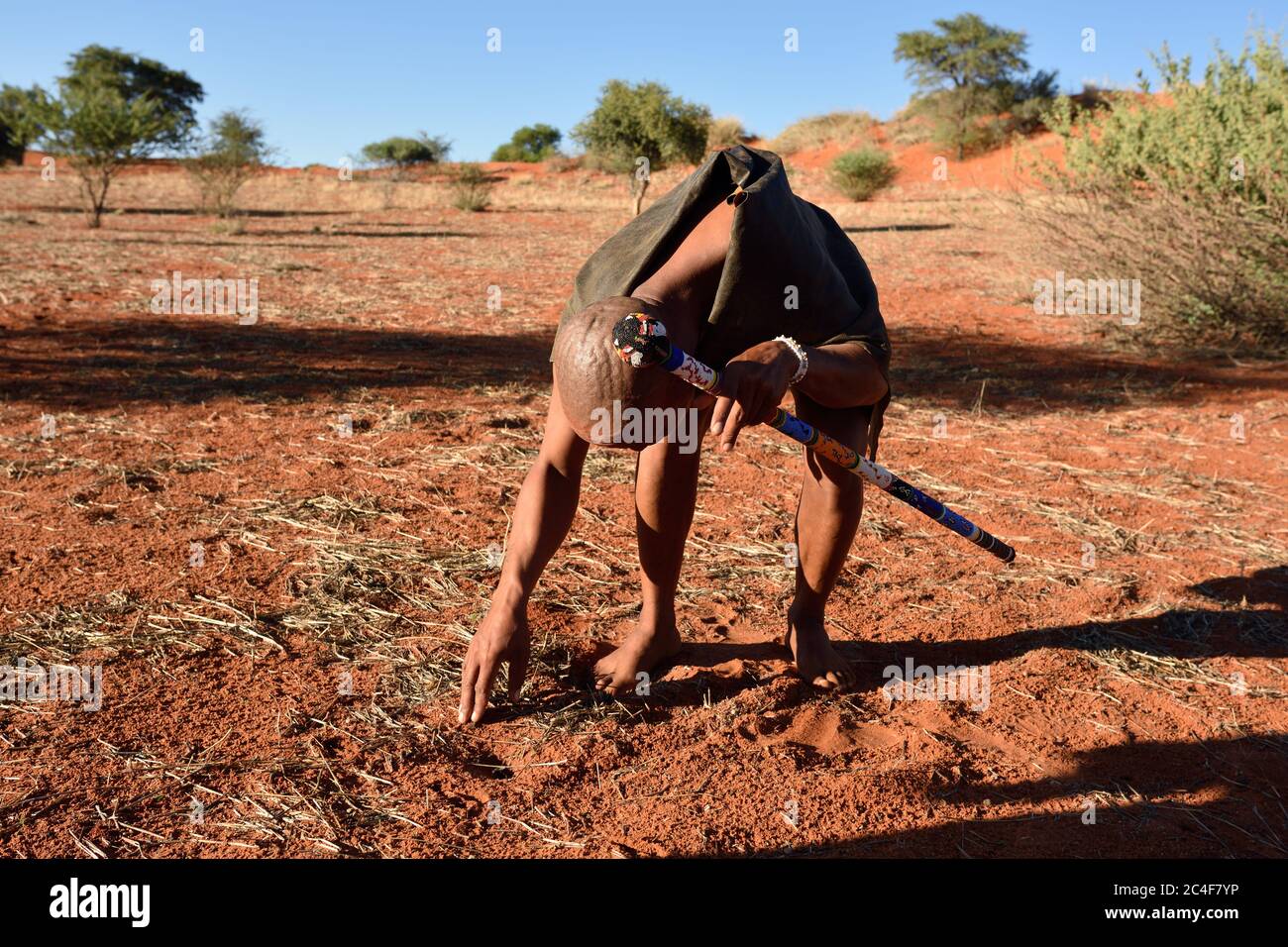 KALAHARI, NAMIBIA - JAN 24, 2016: Bushmen hunter checks an animals ...