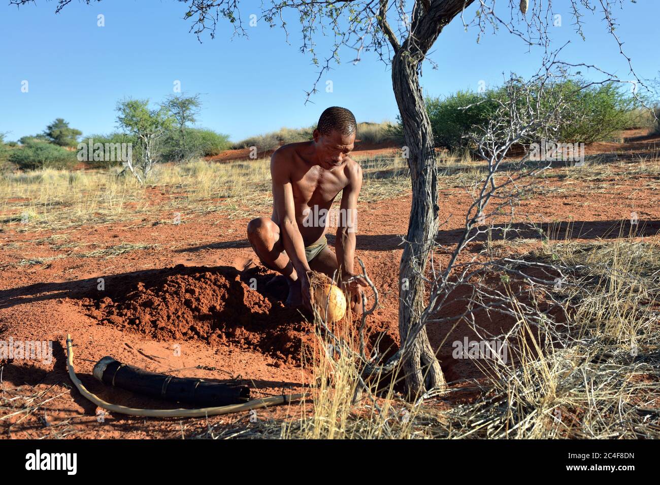 KALAHARI, NAMIBIA - JAN 24, 2016: Bushmen hunter buries ostrich egg ...
