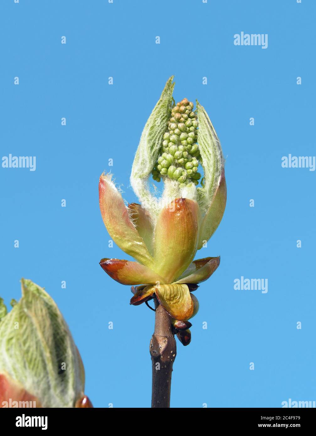 common horse chestnut tree European continental foliage Stock Photo - Alamy