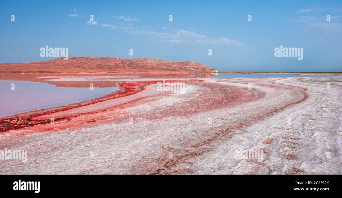 Brine and salt of a pink lake Koyash colored by microalgae Dunaliella ...