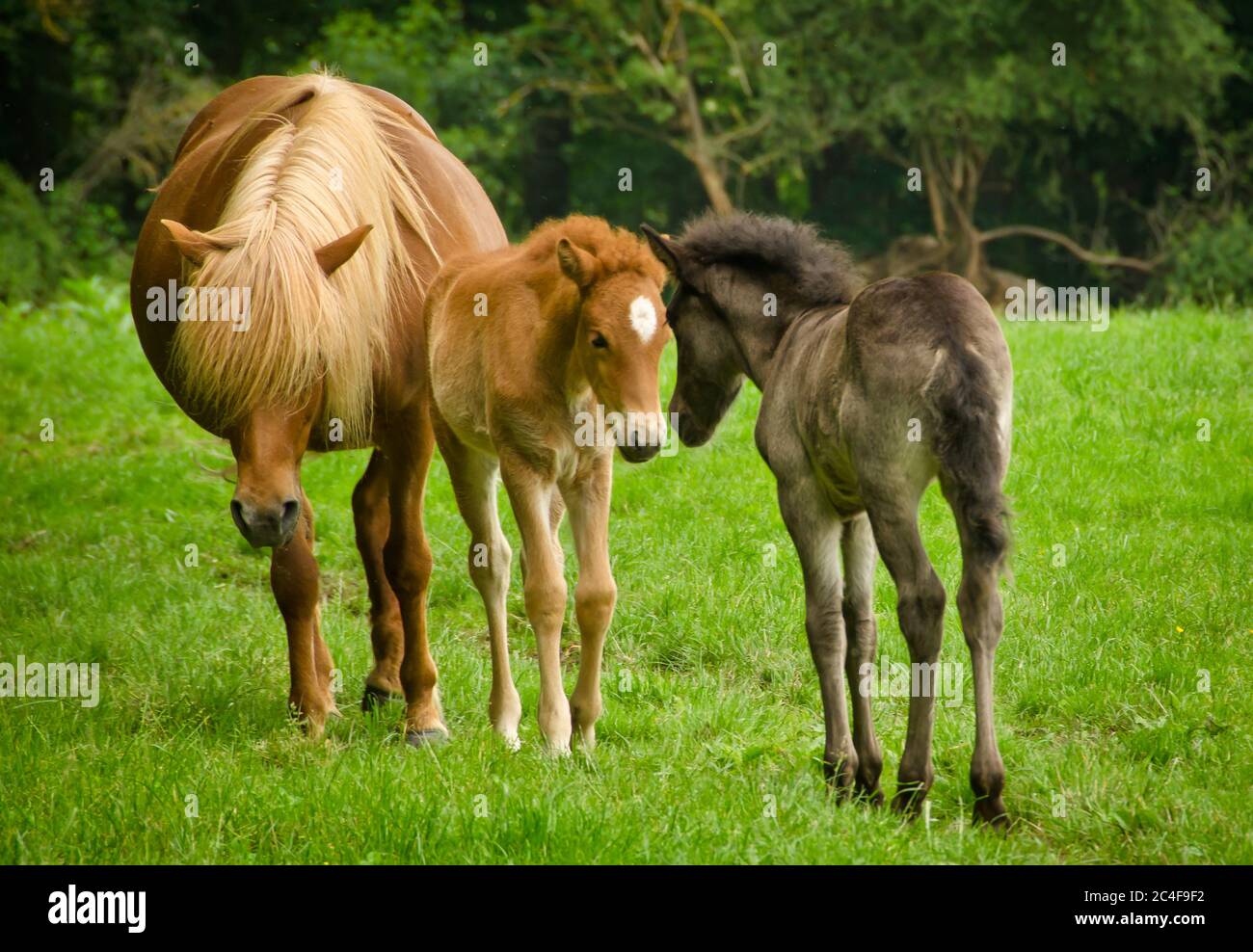Two pretty and cute foals, a black one and a chestnut, Icelandic horses, are playing and ...