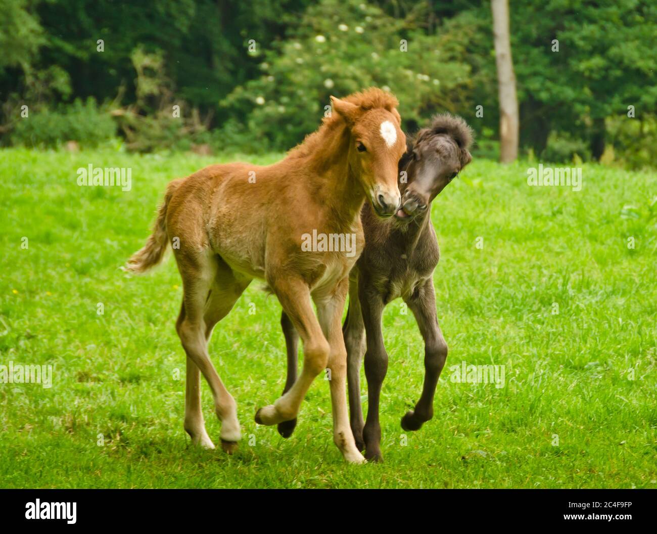Two pretty and cute foals, a black one and a chestnut, Icelandic horses, are playing and ...