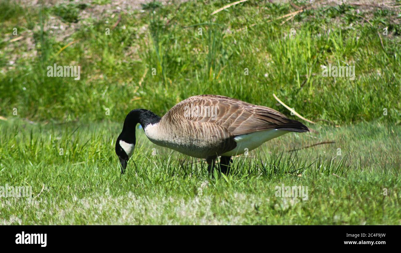 Canada goose eating plant hi-res stock photography and images - Alamy