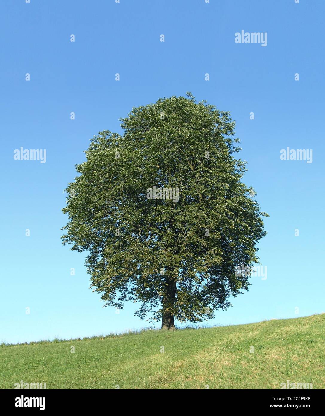 Common horse chestnut aesculus hippocastanum hi-res stock photography ...