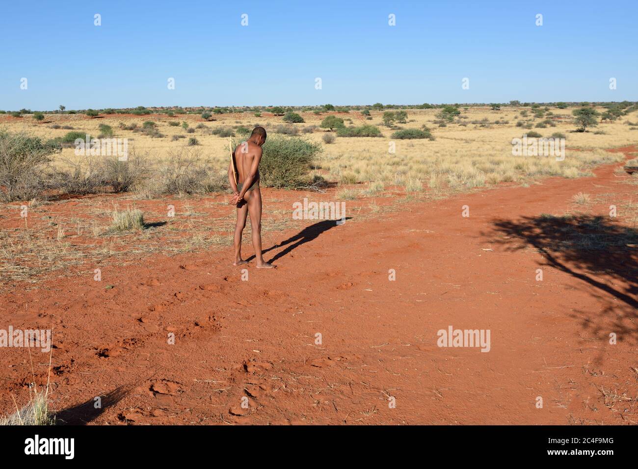 KALAHARI, NAMIBIA - JAN 24, 2016: Bushmen hunter checks an animals ...