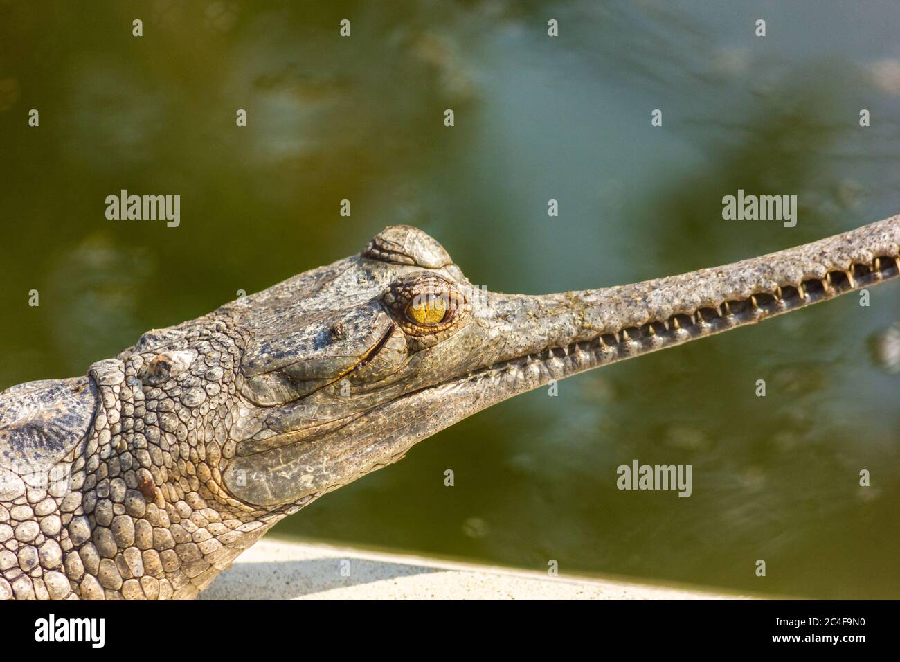 A close up portrait of a critically endangered gharial inside the ...