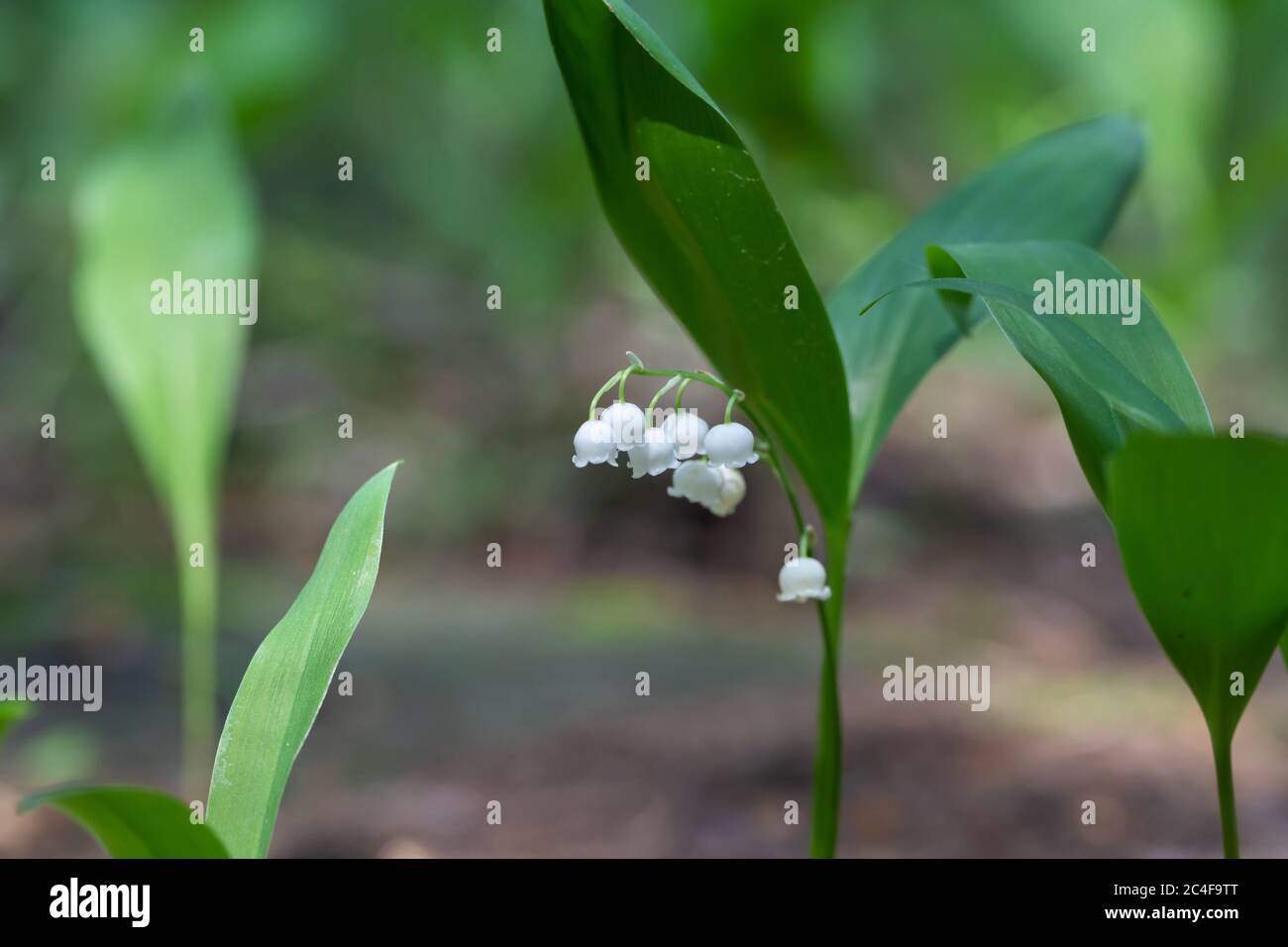 Drug plants. Fragrant lilies of the valley grow in the forest. The ...
