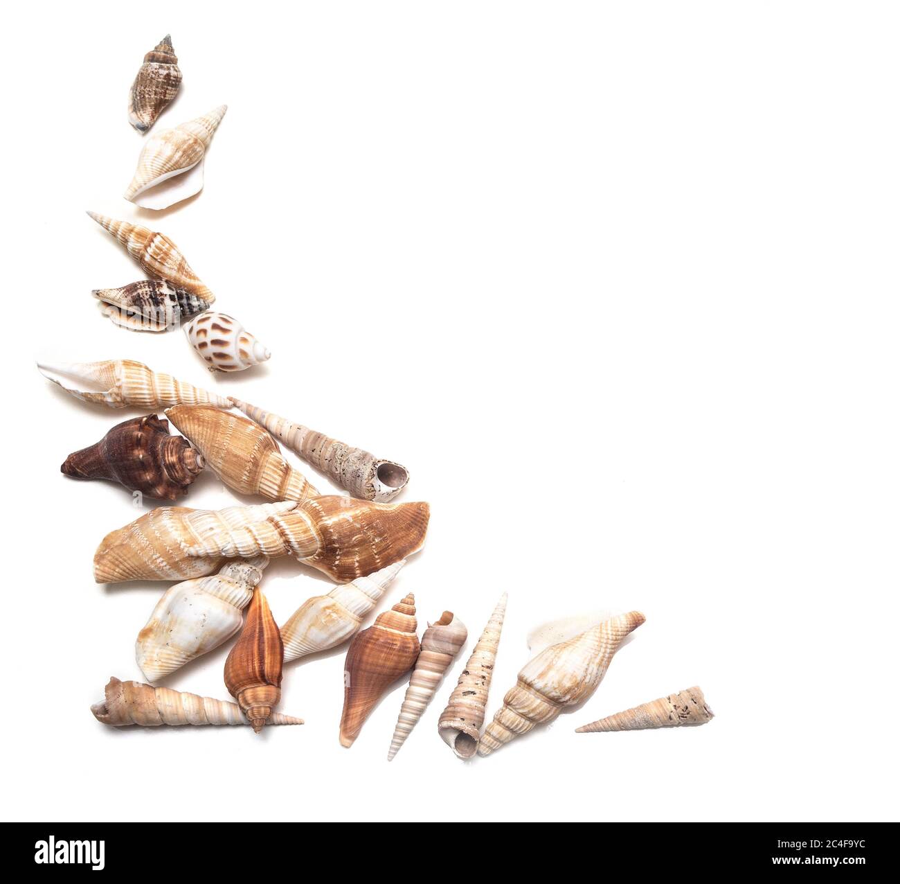 Half frame of beautiful seashells isolated on white background with ...